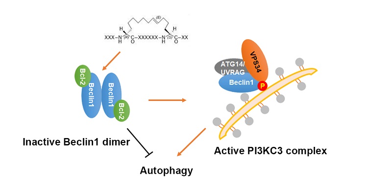 我院王任小课题组与香港理工大学合作获得靶向Beclin 1蛋白的装订肽