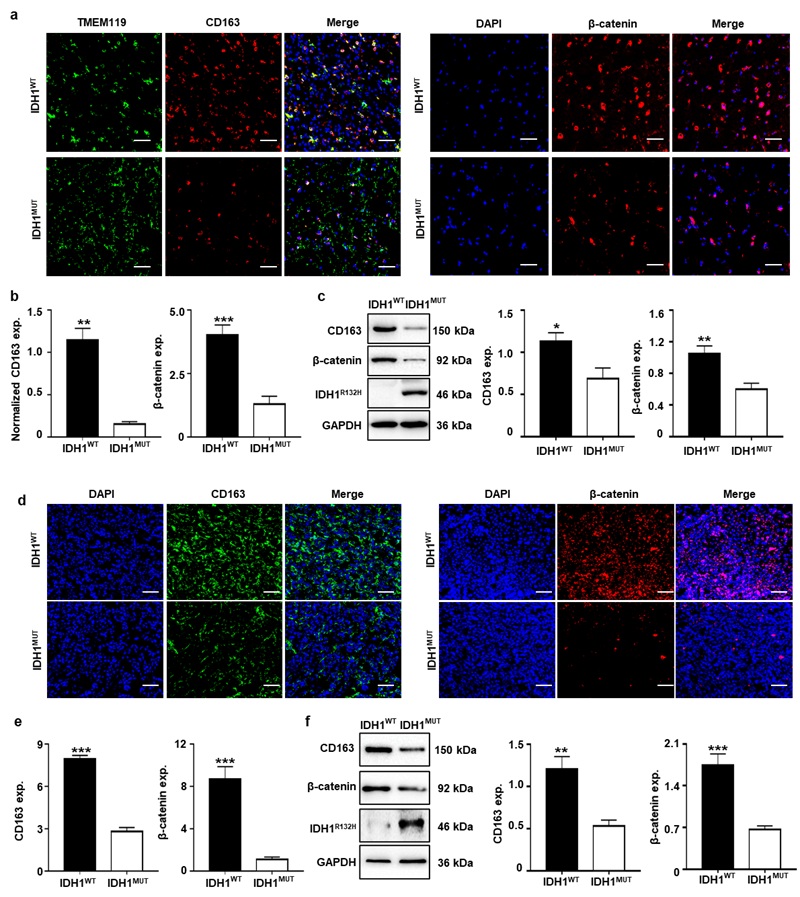 Oncoimmunology 危险关系-调控小胶质细胞表型重塑胶质瘤免疫抑制微环境