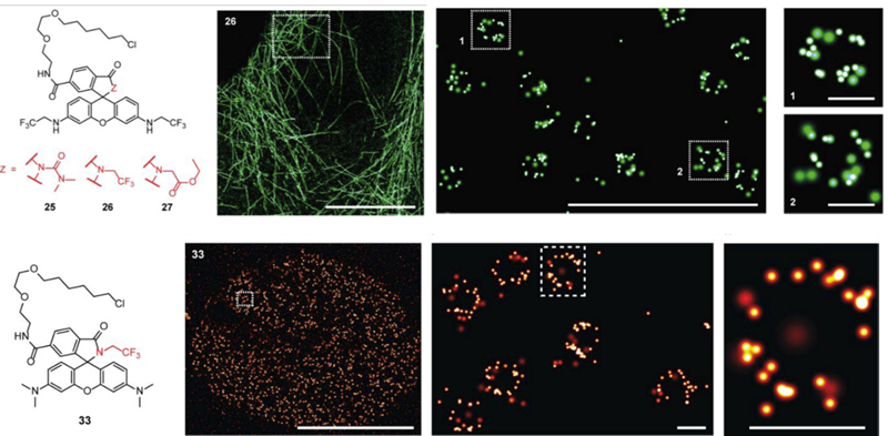 JACS:系统性调节罗丹明染料“开-闭”环比例实现STED和SMLM超分辨成像研究