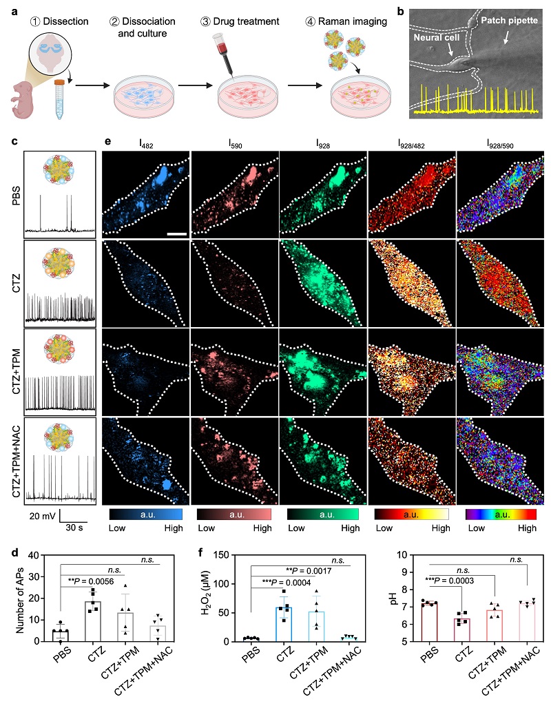Angew Chem | 王聪、李聪团队开发串联比率响应拉曼探针成像癫痫灶pH震荡