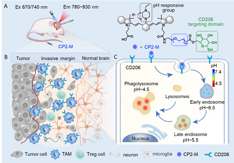 Professor Cong Li's group proposes a new strategy for locating glioma ...